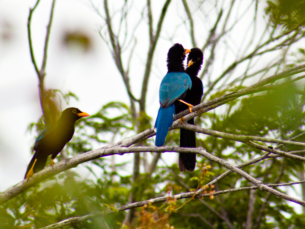 Cancun: Cancun Birds Photos