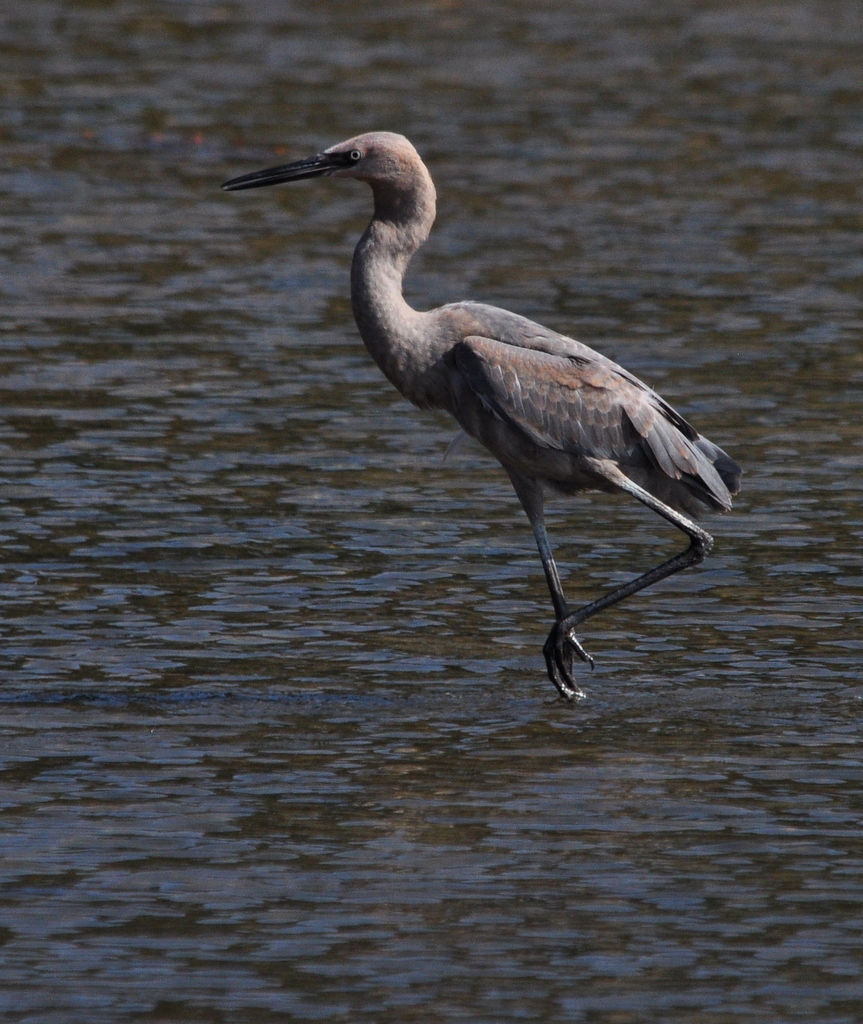 BushBlog: Reddish Egret at Goleta Slough