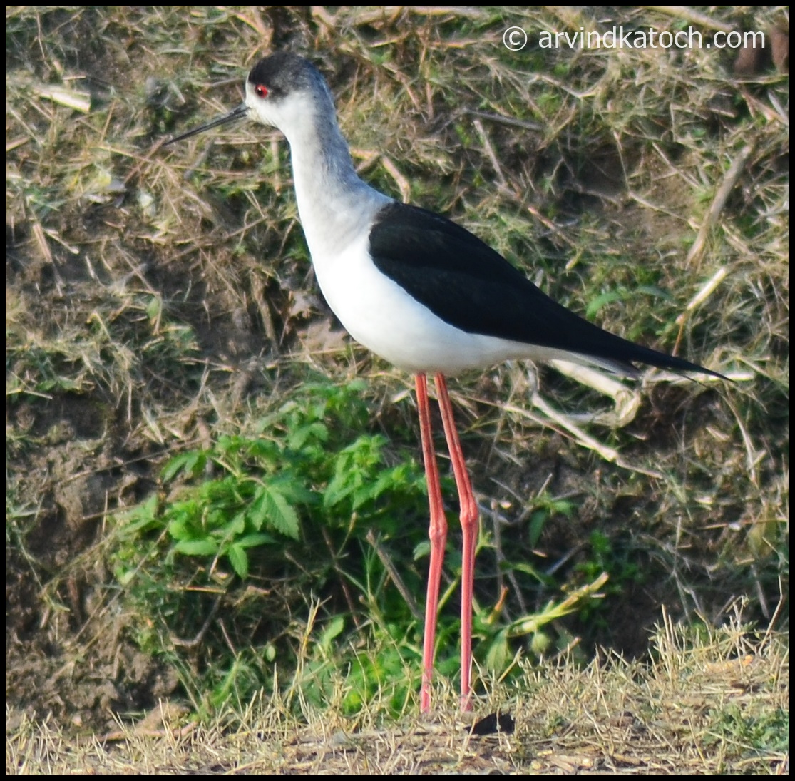 Black-Winged Stilt Pictures and Detail (A Bird with Narrow and Tall legs)