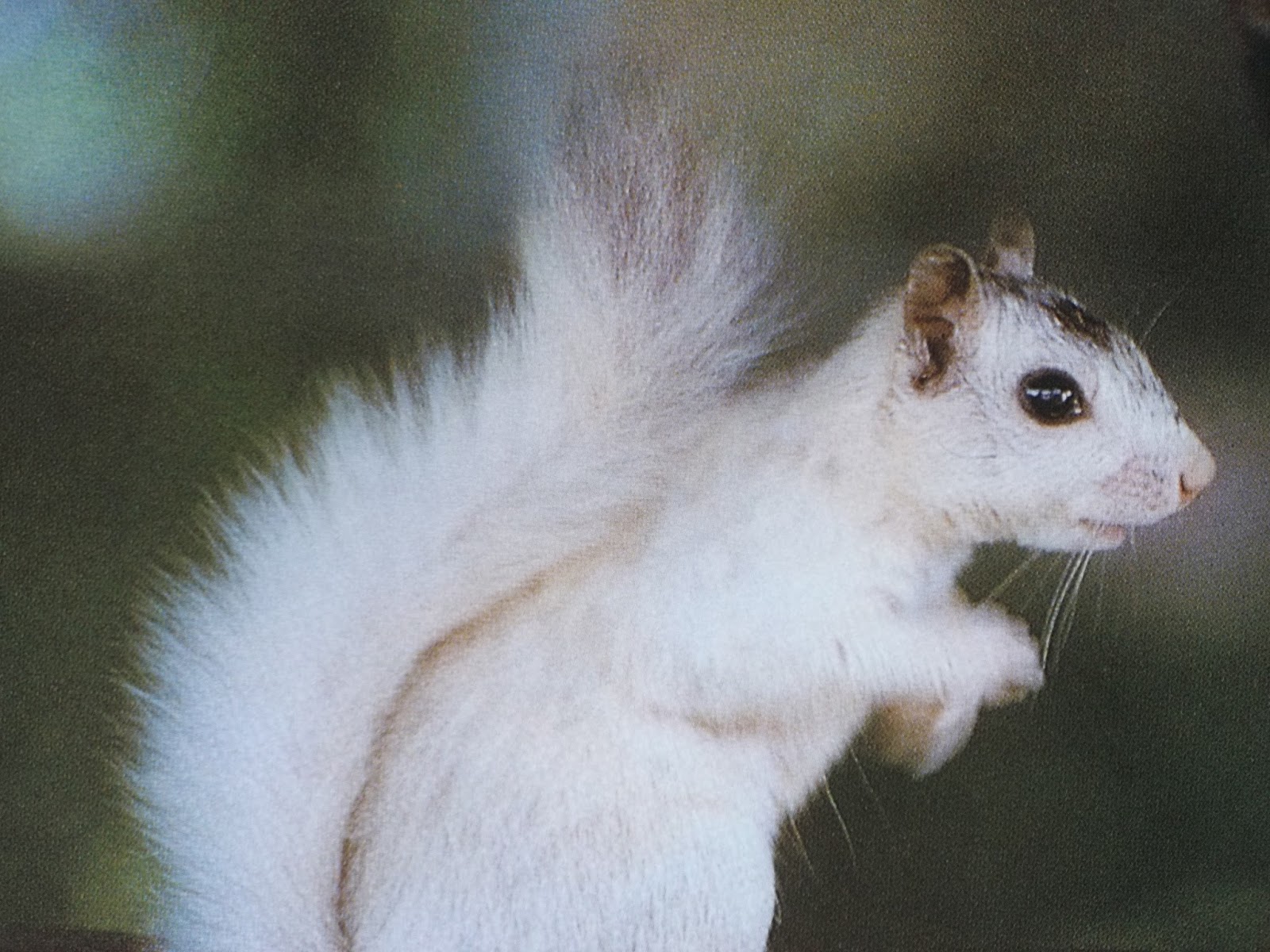 Blue Ridge Poet: WHITE SQUIRREL