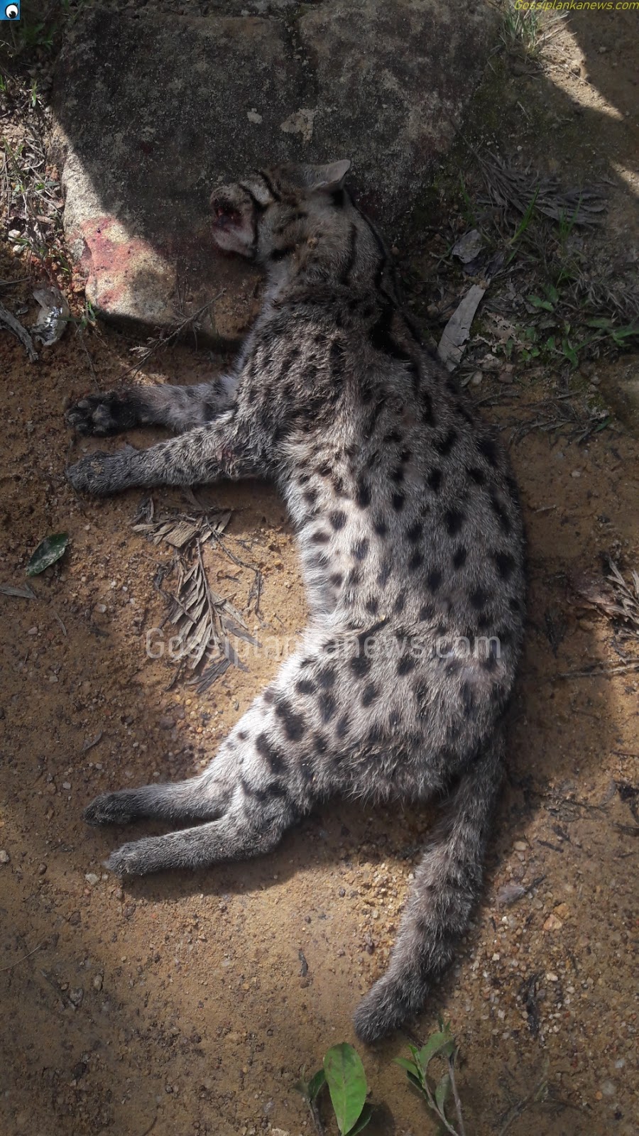 සුනඛයින් සපා කා මියගිය හඳුන් දිවියෙකු මස්කෙළියෙන් හමුවේ