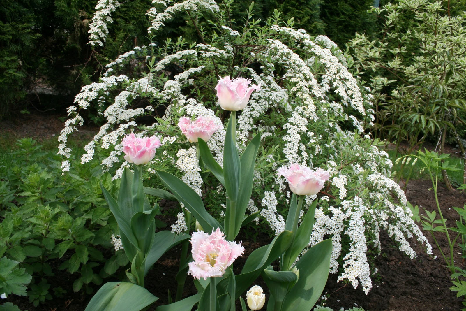 Svogūniniai augalai Archives - Garden Stories