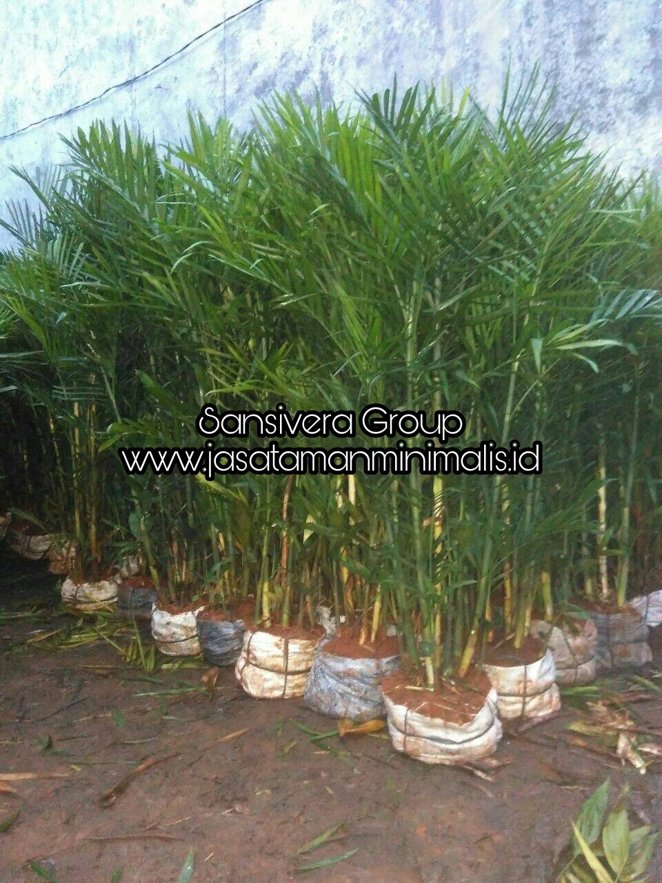 Info Terpopuler 25+ Gambar Palem Bambu