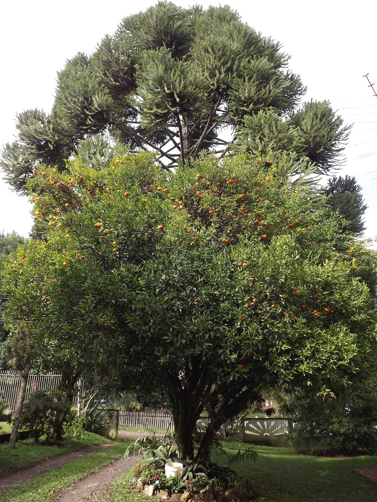 Distrito de Marcílio Dias: A história de um pinheiro