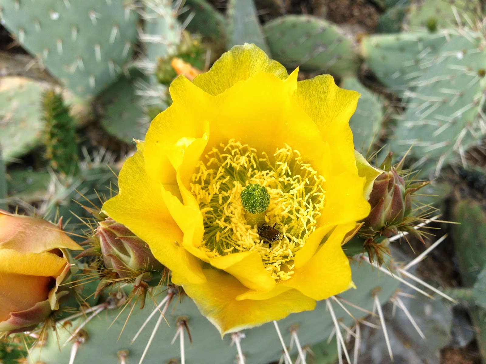 Scottsdale Daily Photo: Photo: Prickly Pear Cactus Flower