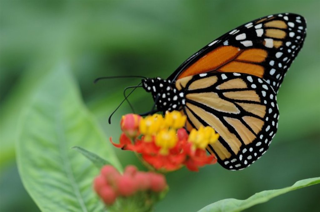 Caliandra do Cerrado: Borboletas do Brasil