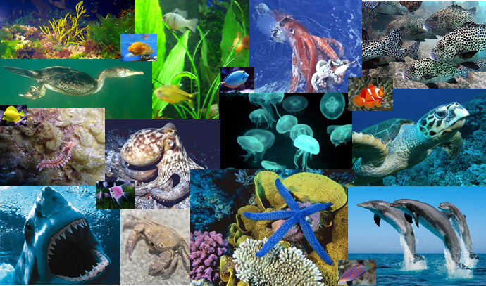 Biología Marina: ¿Qué es Biología Marina?