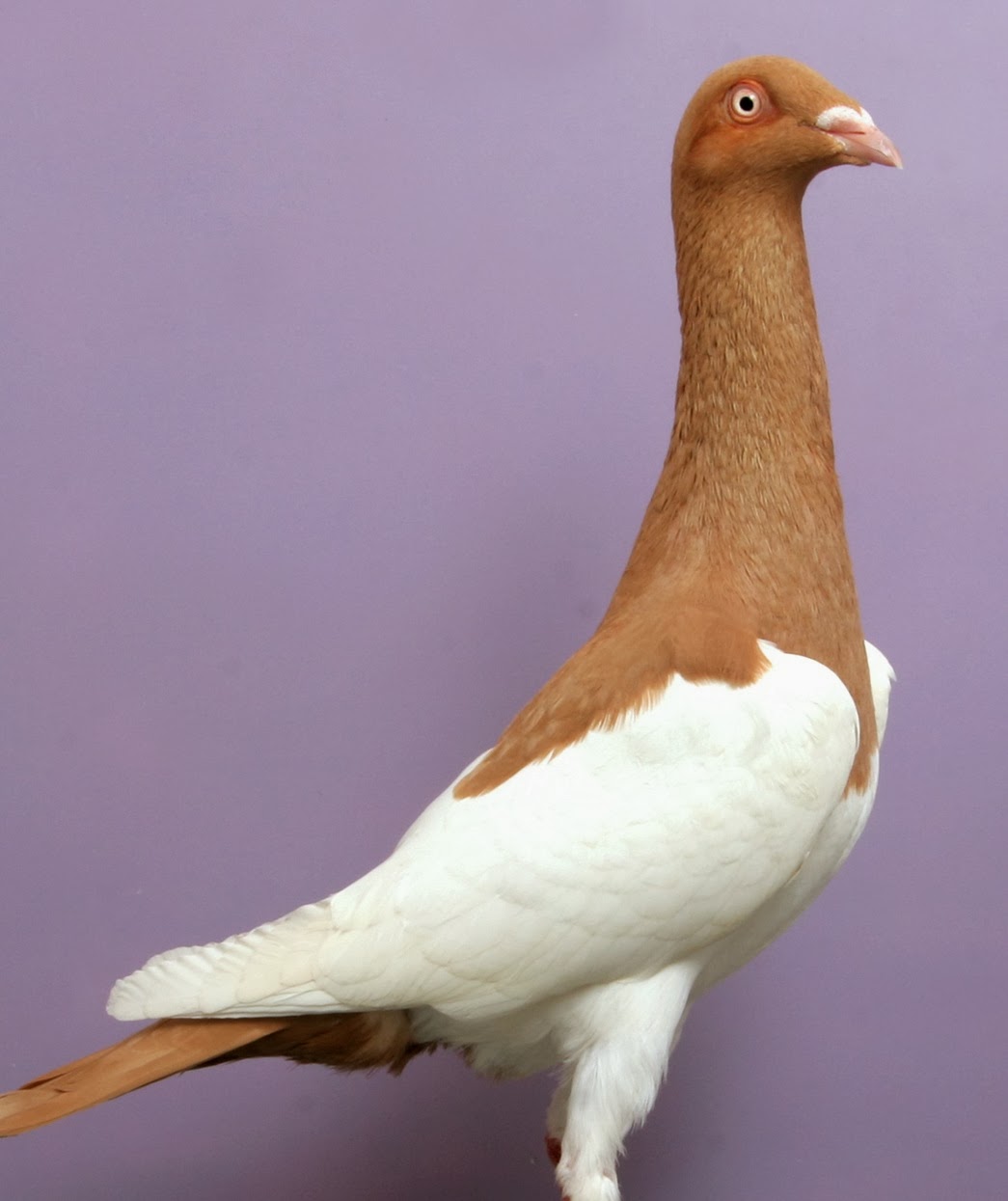 English Magpie Pigeon with Origin Description Size Ornaments Color ...