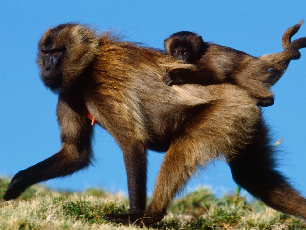 Gelada | The Life of Animals