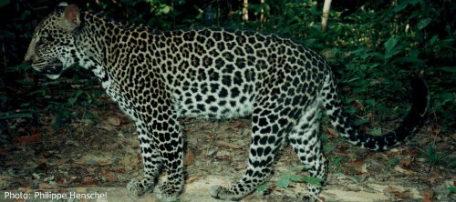 Francis Hannaway: Hunger Games in the Congo: Basankusu: Leopard steals ...