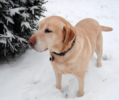 Dancing Dolphin Pottery Studio - Home of Crop Circle Clay