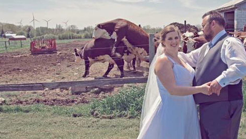 Mating Cows Photobomb Couple's Wedding Shoot On A Farm In Ontario ...