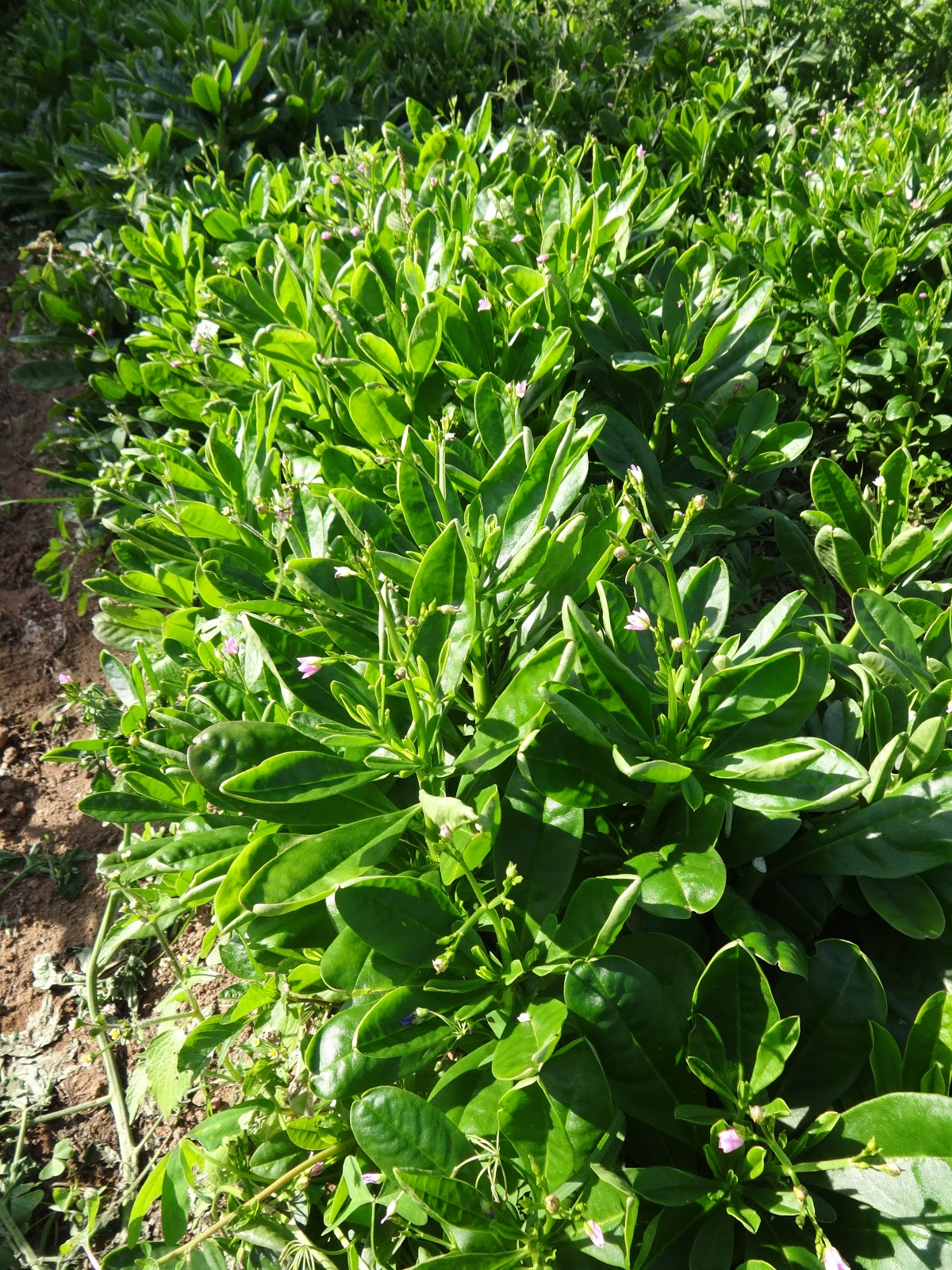 Herbs from Distant Lands: Talinum triangulare - Philippine Spinach ...