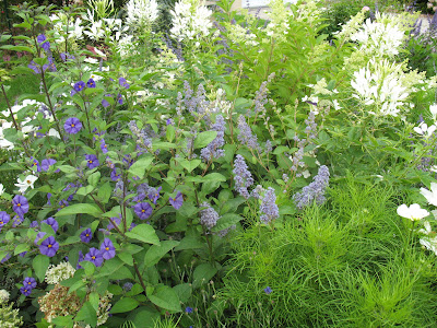 Roses du jardin Chêneland: Solanum rantonnetii