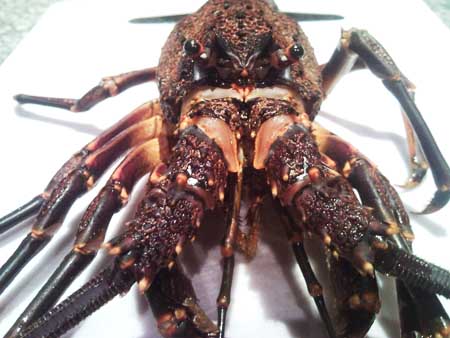 FOODS OF THE CAPE: CRAYFISH CURRY RECIPE - FOODS OF THE CAPE