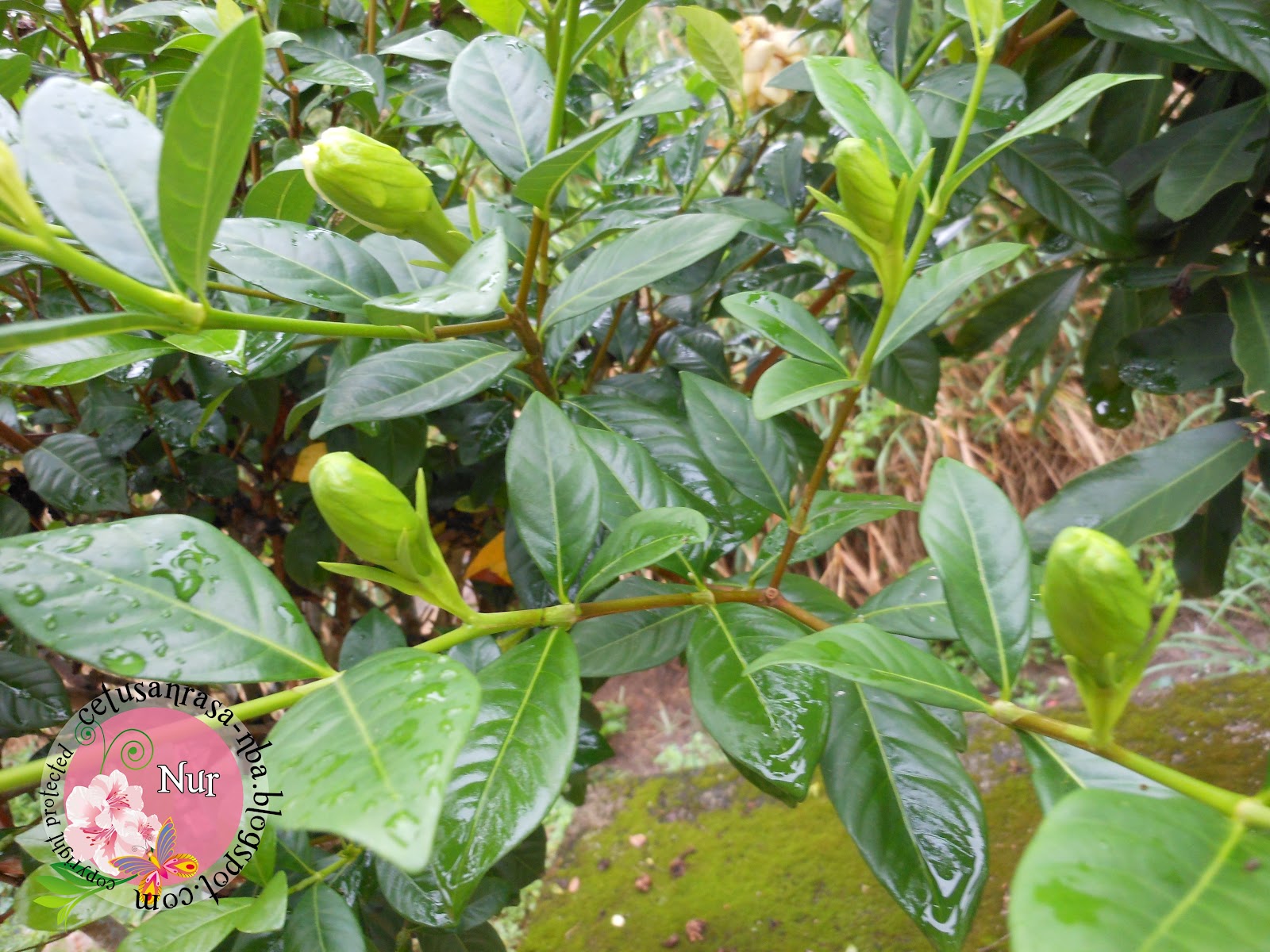 Cetusan Rasa: Bunga Cina atau Melur Cina