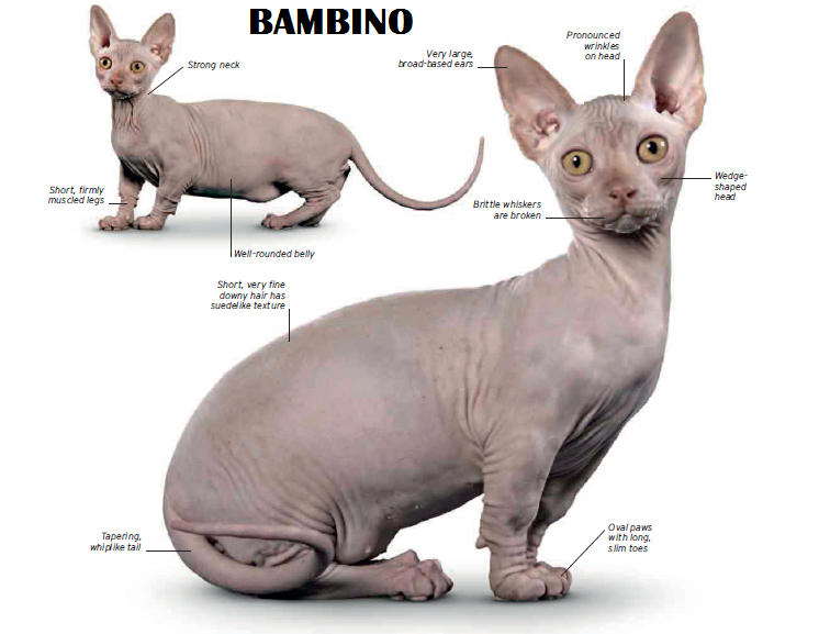 83 Jenis Baka Kucing (Bulu Pendek) yang Ada Di Dunia - Comel-Comel ...