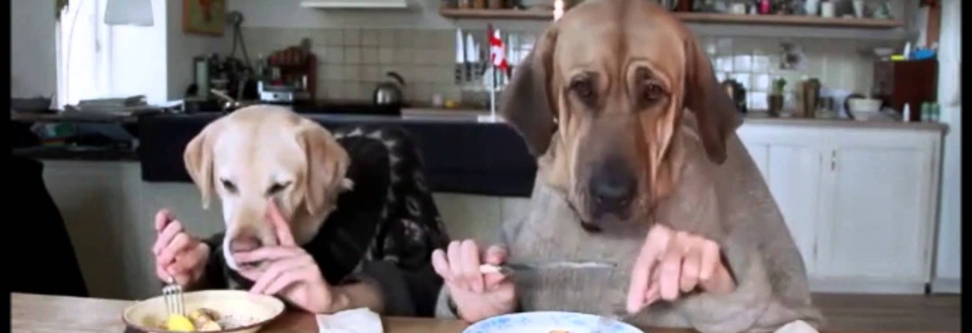 Diez alimentos que también puede comer tu perro