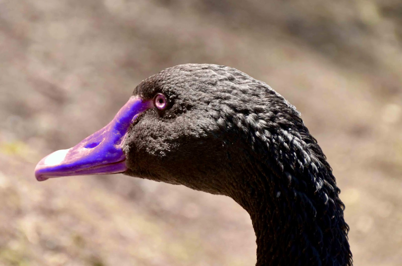 Urban Wildlife Guide: Swan of a Different Color