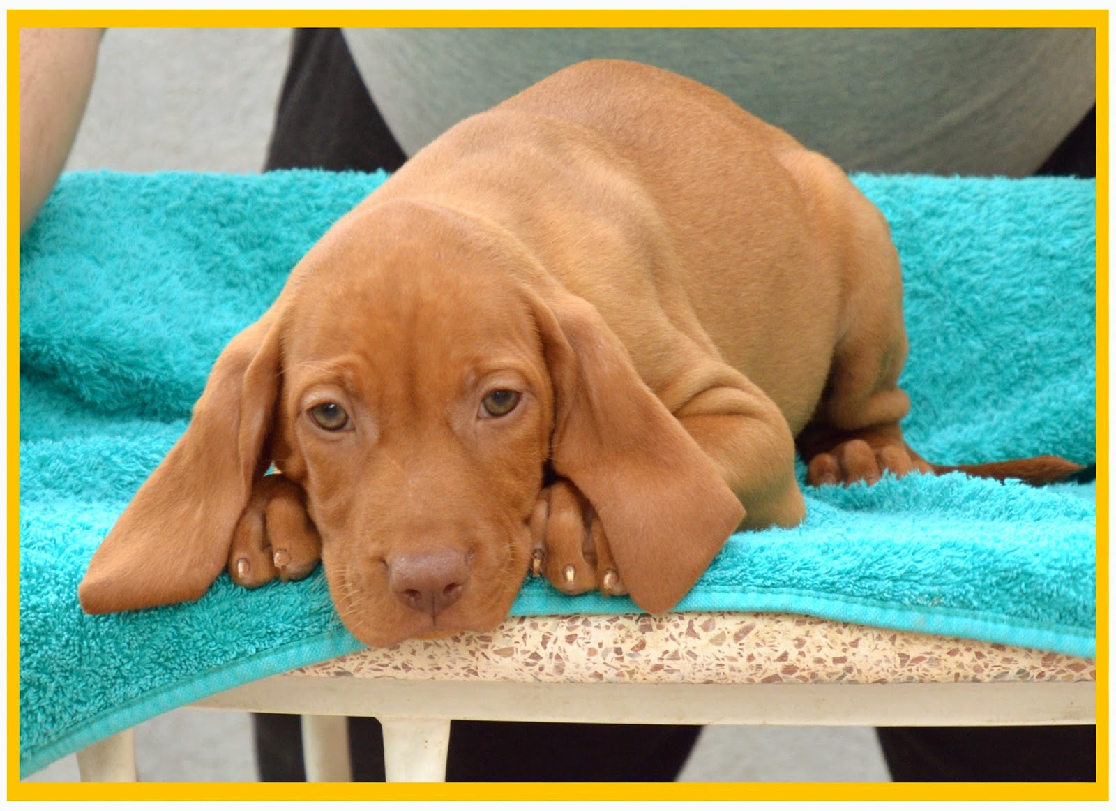 Vizsla - Braco Húngaro La Muela de Cortes: Braco Hungaro - Vizsla ...