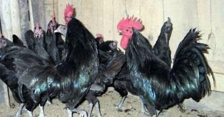 cara sukses ternak ayam jawa super: Mengenal Ayam Jawa Super