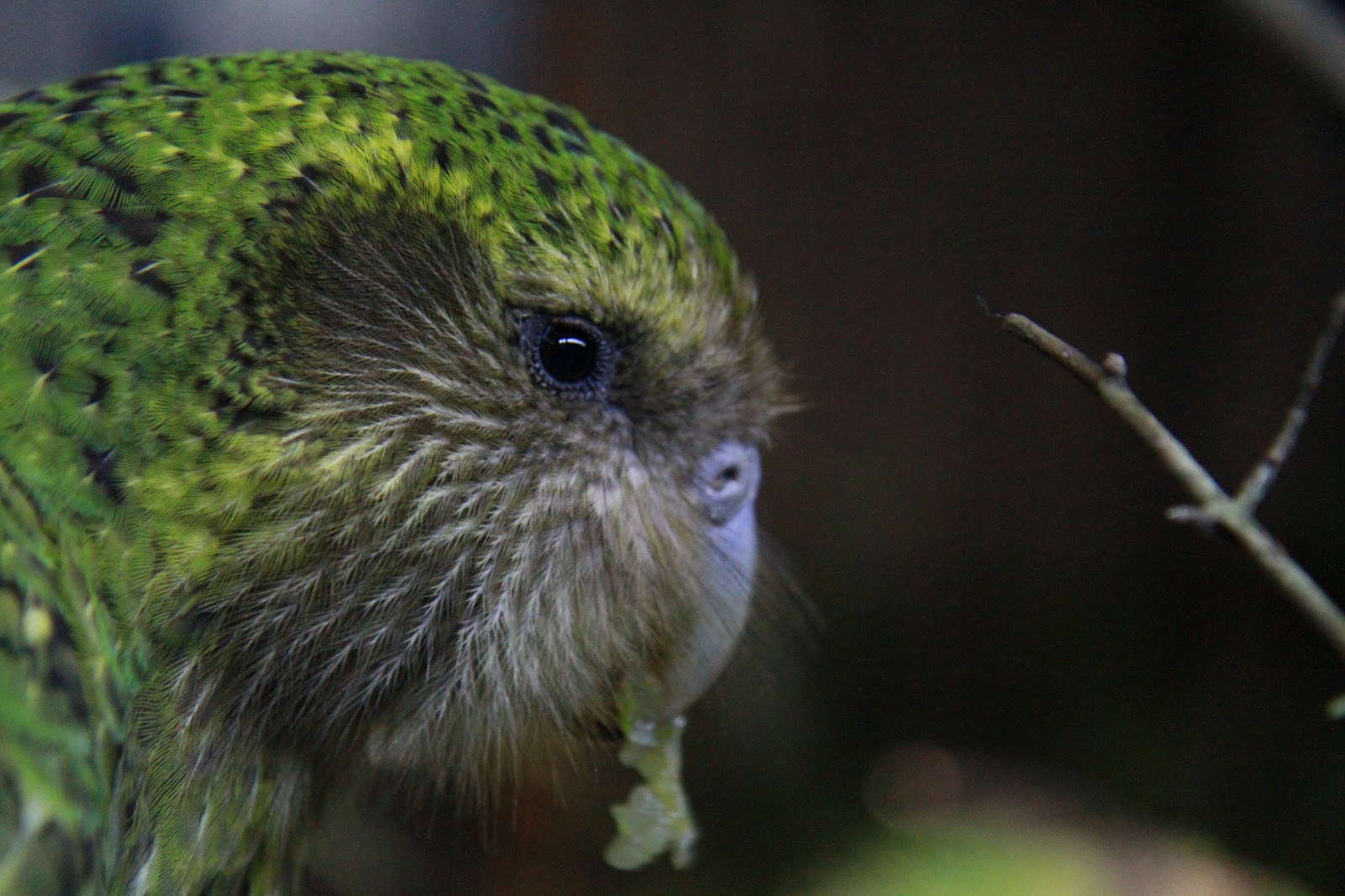 Jazz Piano Professional Tardis: THE KAKAPO AND NEW ZEALAND RARE BIRDS