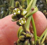 Esperance Wildflowers: Cassytha melantha - Large Dodder Laurel