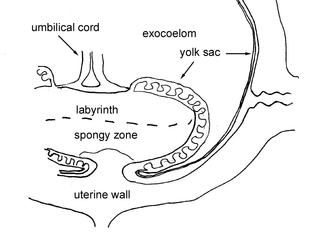 The Evolving Placenta: Placentation in the Laotian rock rat