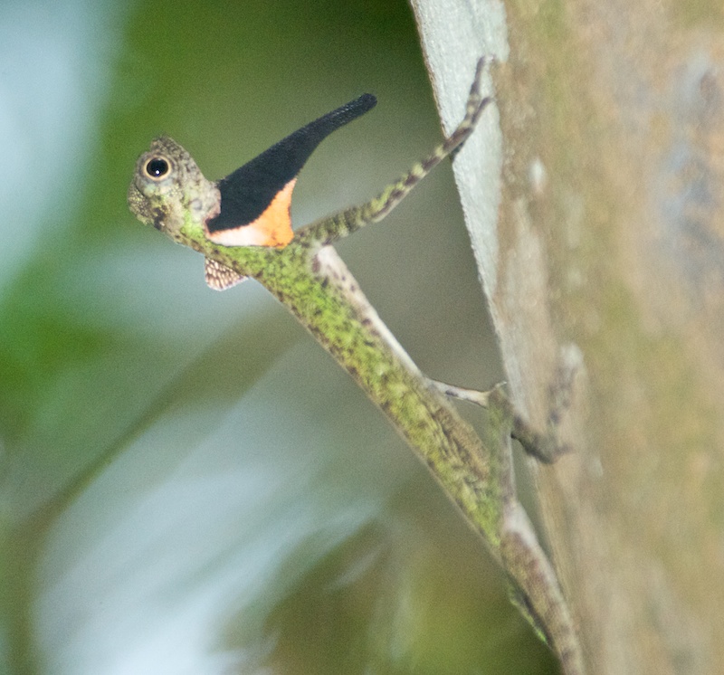 A Wandering Naturalist: Singapore: A Walk in the Central Catchment (Part 3)