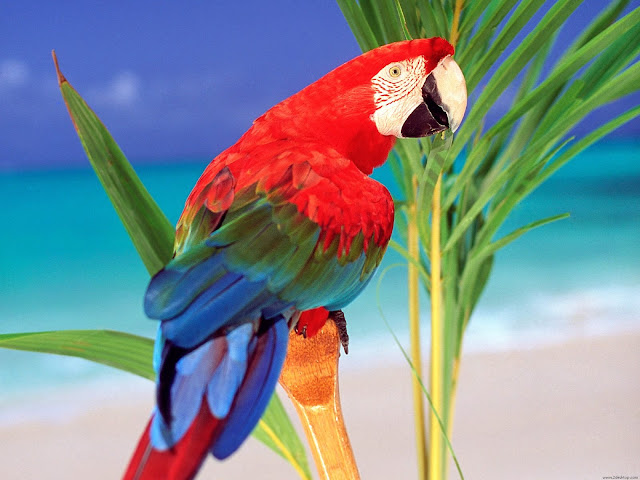 Parrot Birds Wallpapers - Various Bird Species