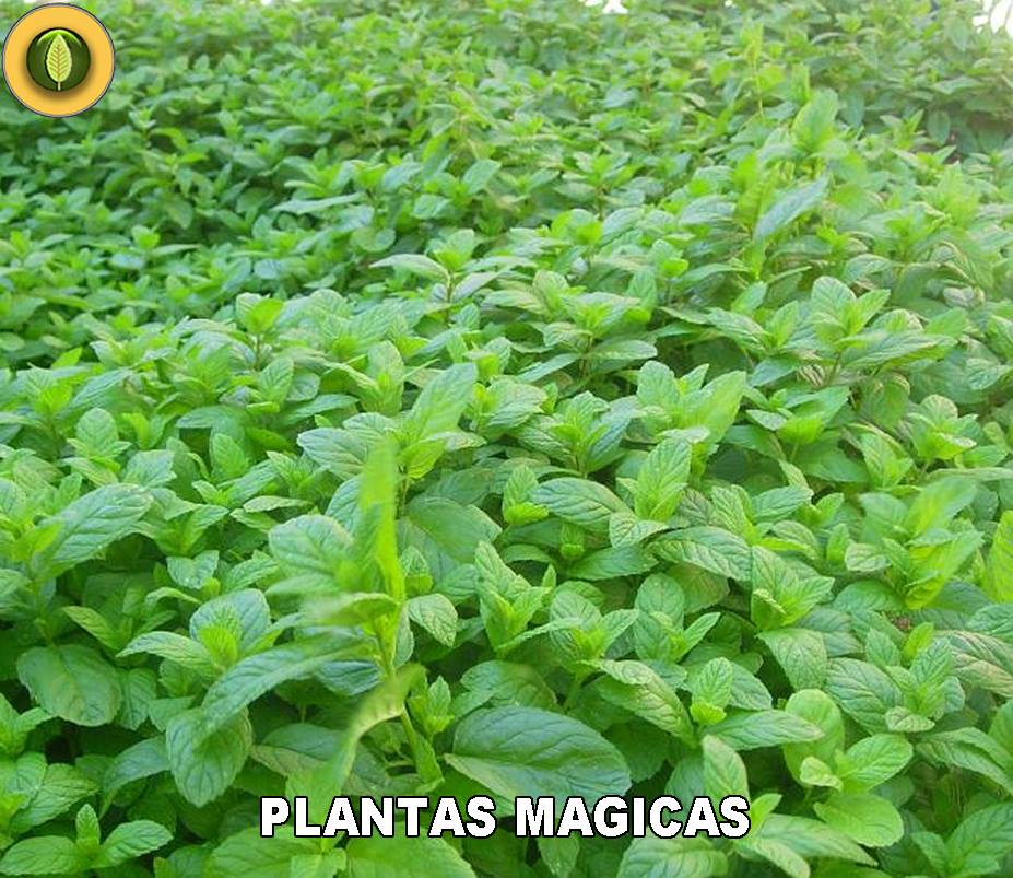 ECOPIRINEUS: PLANTAS MAGICAS