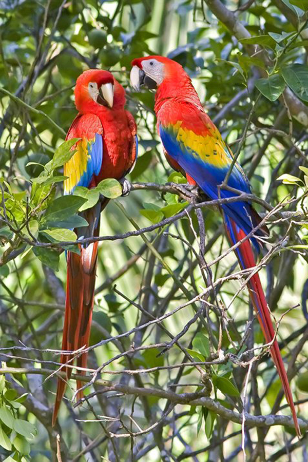 PARROT, PARAKEET, LOREKEET, MACAW - Photo Gallexy | Beautiful and ...
