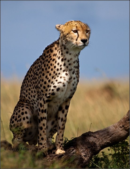 El Herrerillo: Guepardo (Acinonyx jubatus)