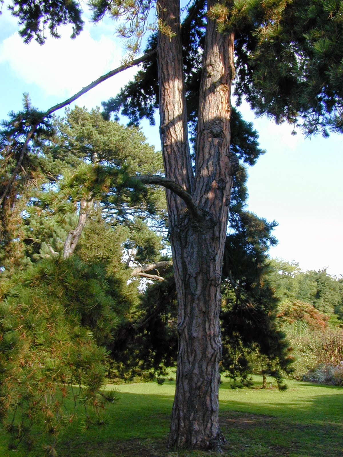 Trees of Santa Cruz County: Pinus nigra - Austrian Pine