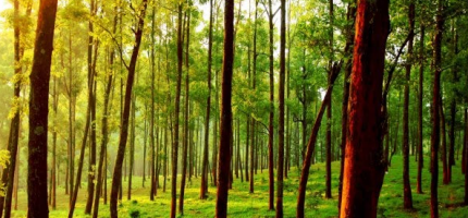 Cemara Gunung (Casuarina junghuniana) | Survival