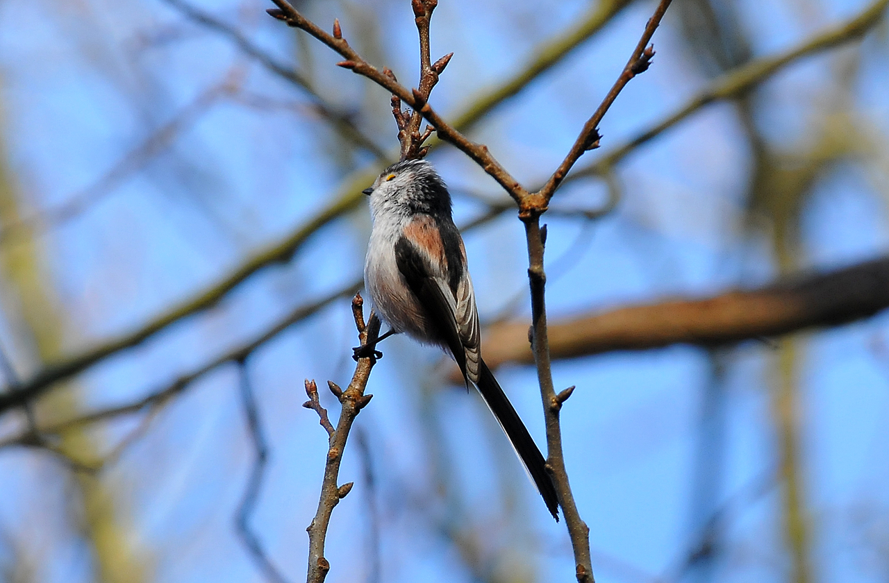 Jozef van der Heijden - Natuurfotografie: Staartmees: bolletje met een ...