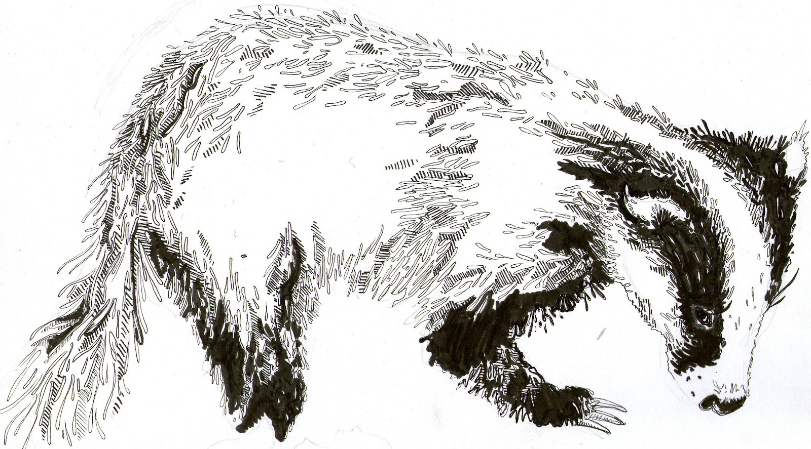 Authorship Blog: Observational Drawings; Animals