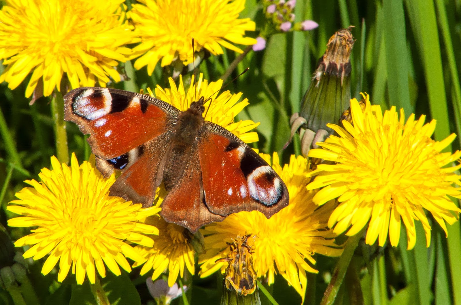 Wirral Wildlife Blog: Don’t Dismiss The Dandelion