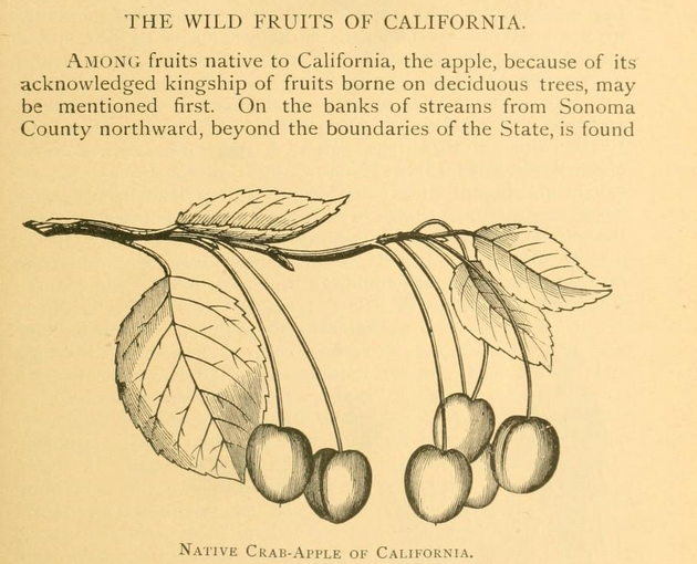 The Illustrated Plant Nut: Native Fruits of California