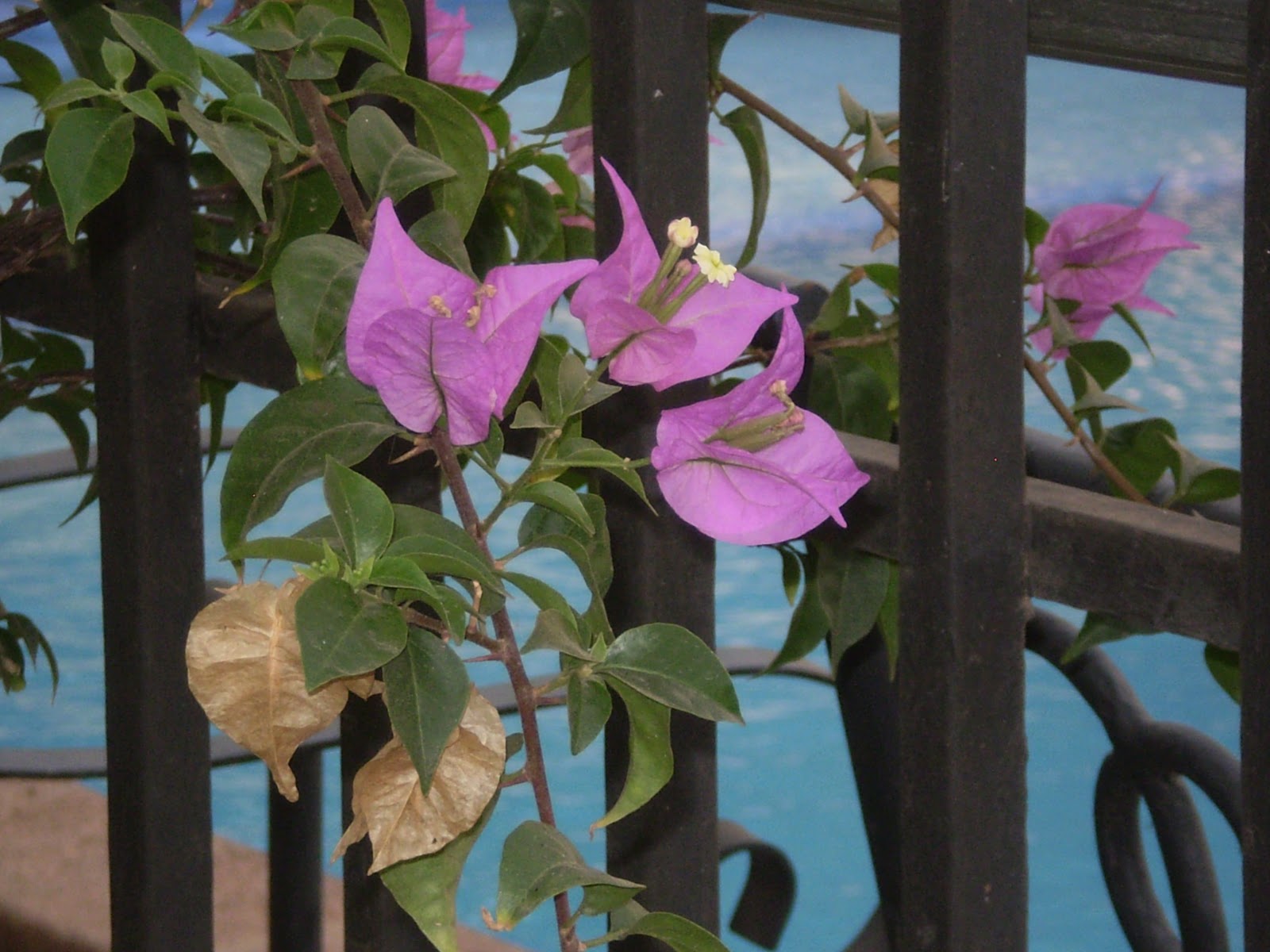 Ghana With The Wind: The Flora and Fauna of the Accra, West Africa Region