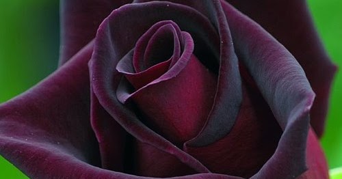 Pure Rose | Garden Ideas