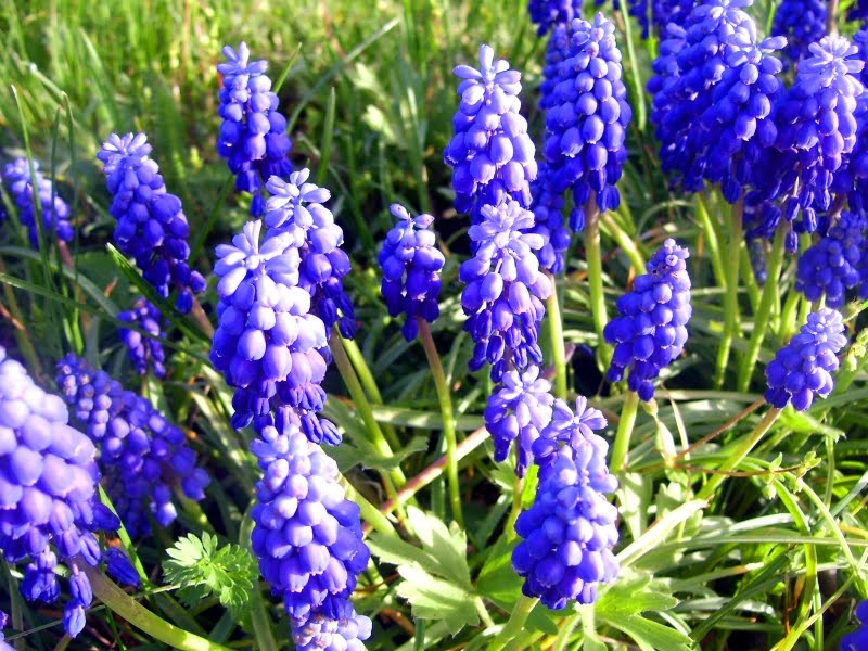 Provence: Purple Hyacinths in Provence