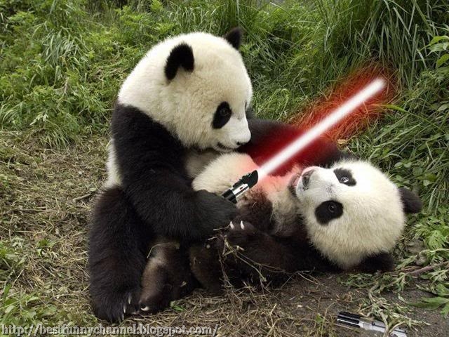 Quarreling Panda's | Funny