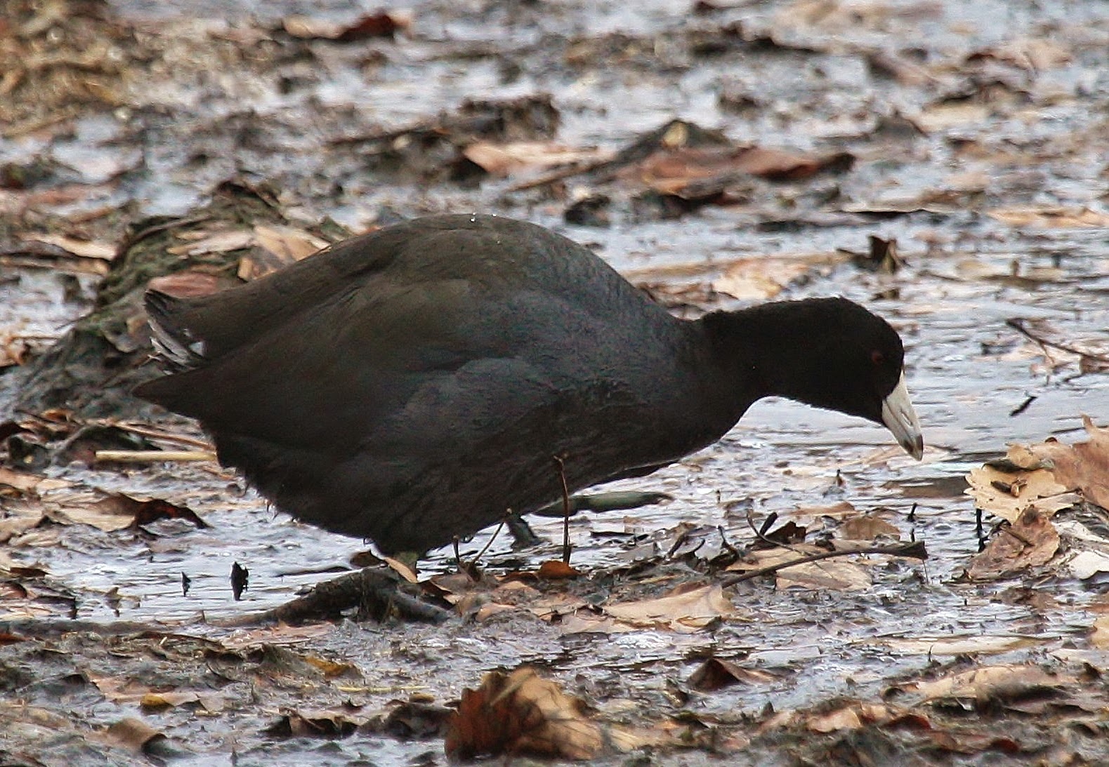 Natural Mid-Atlantic : Coots-in-Big-Boots