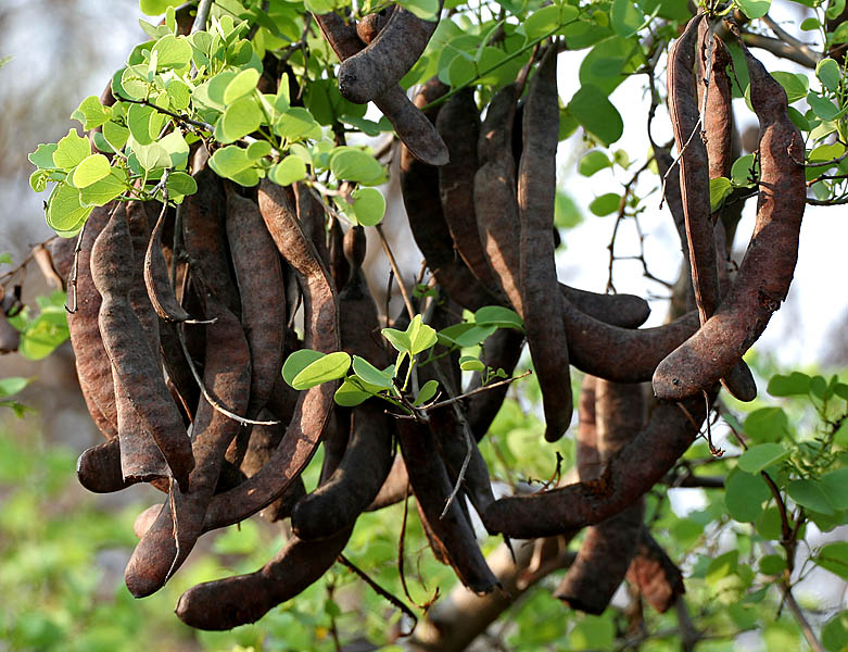 Mororó - Bauhinia cheilantha