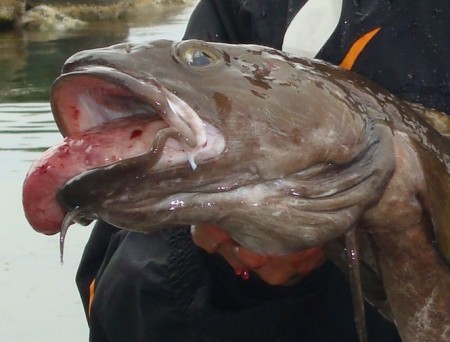 The Most Ugly Fishes In The World | Photographs Only | Funny And Cute ...