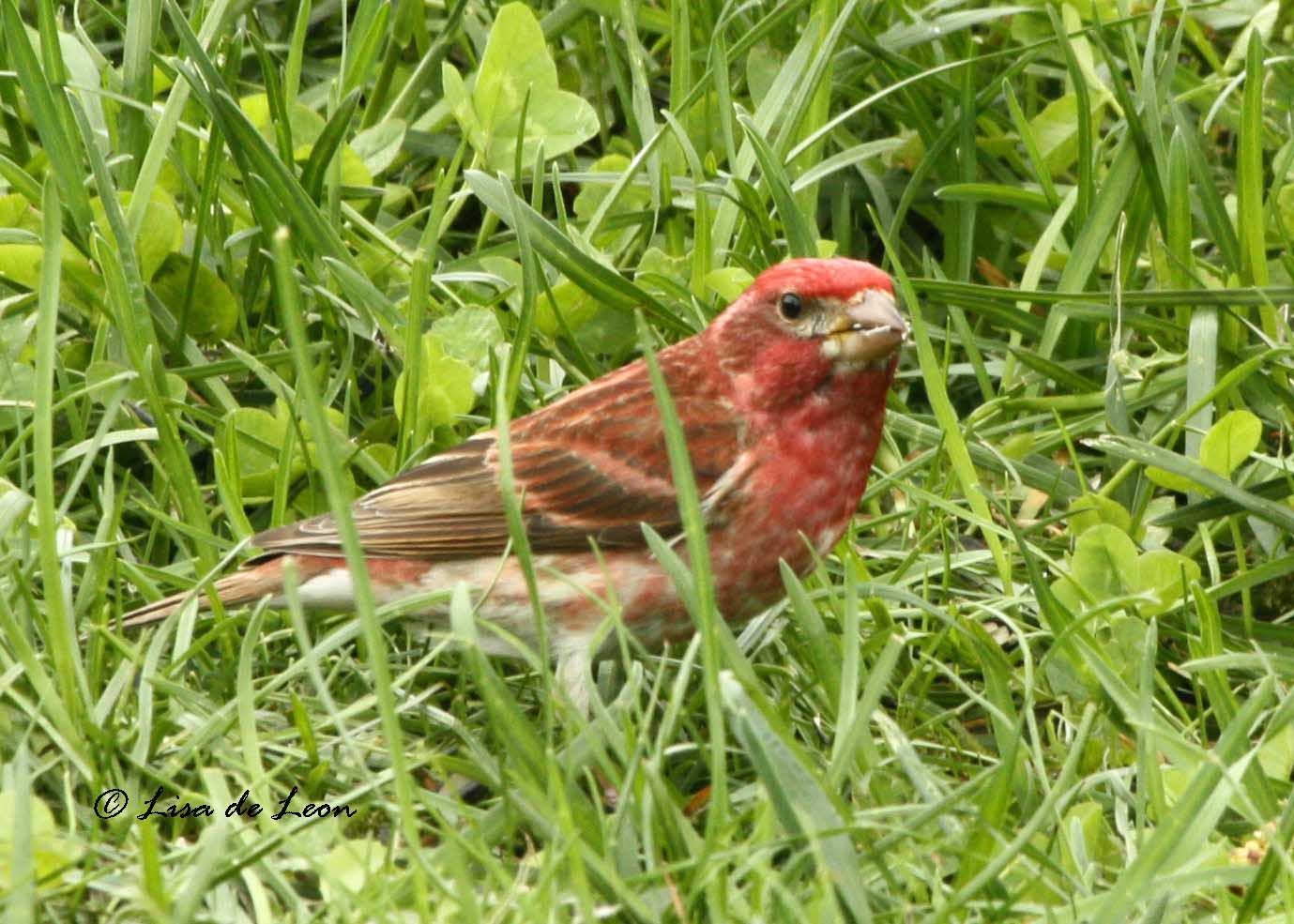 Birding with Lisa de Leon: The Purple Finch Show!