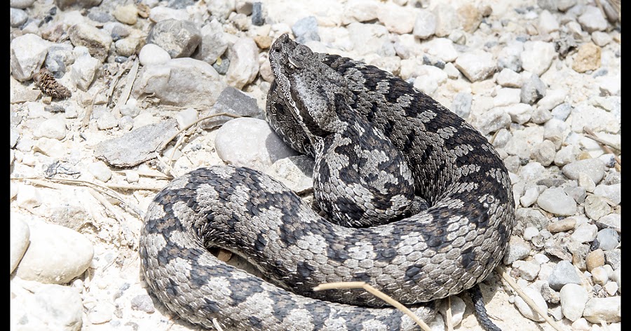 REFLEJOS DE BIODIVERSIDAD: Vipera latastei - Víbora Hocicuda