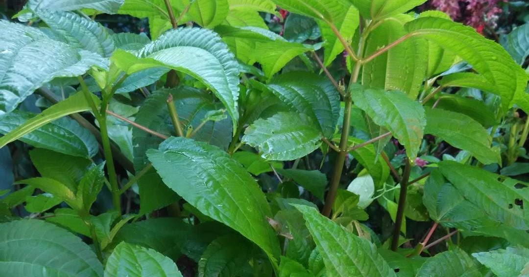 Kandungan Dan Manfaat Daun Pohpohan Bagi Kesehatan | Intip Manfaat