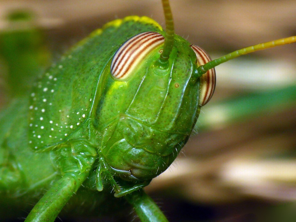 Wallpaper DB: locust